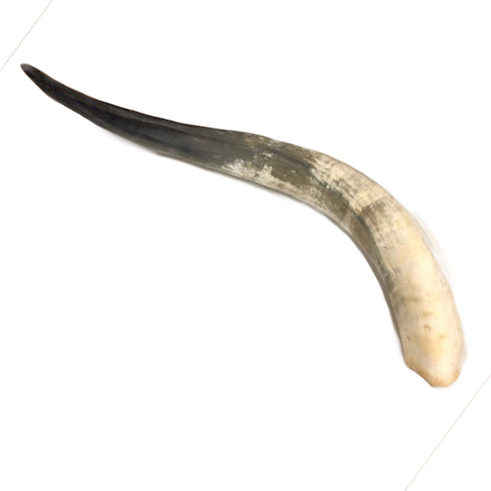 Instruments: Trompe animale corne de zébu